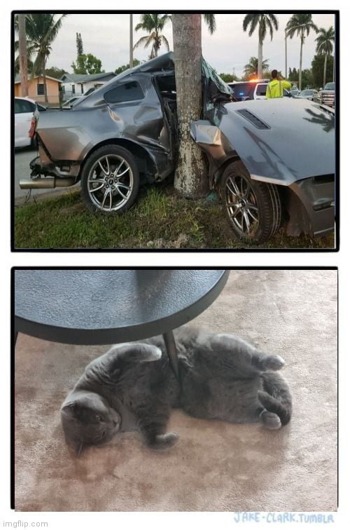 Palm beach cat crash - 9GAG