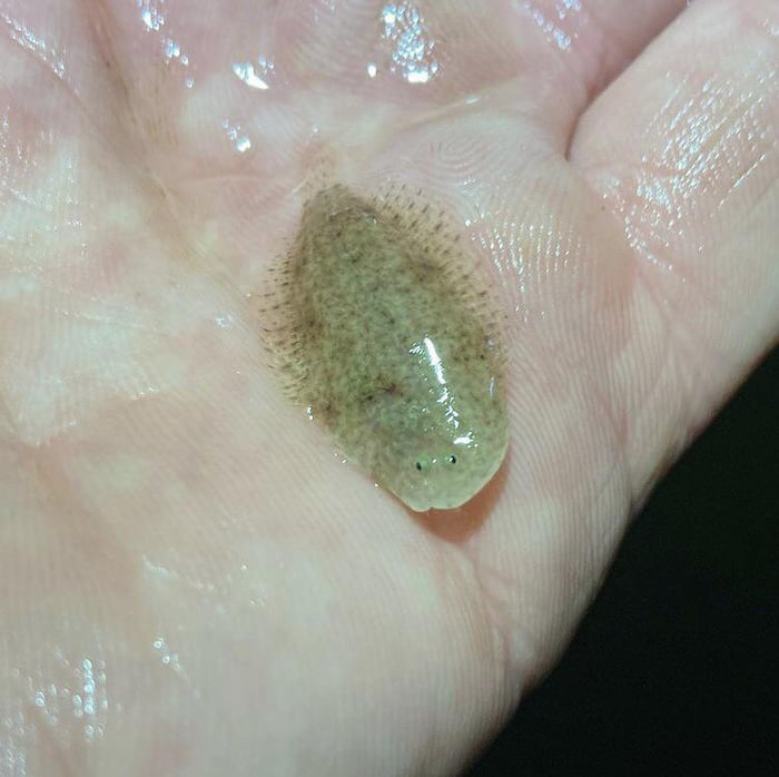 Baby Flounder