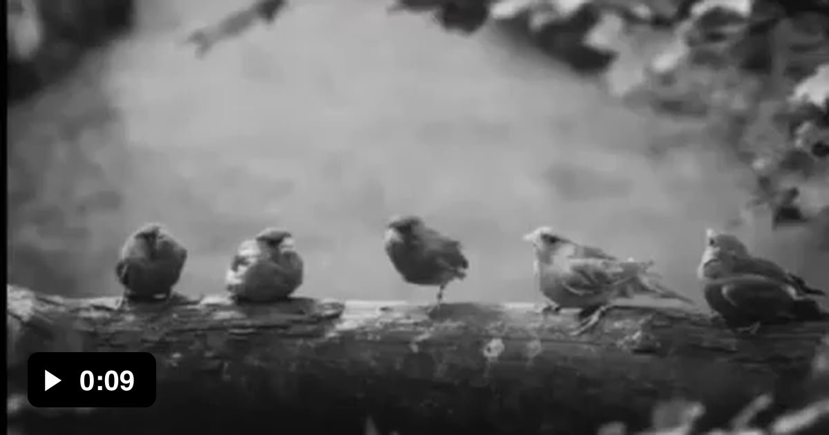 Dub bird - 9GAG