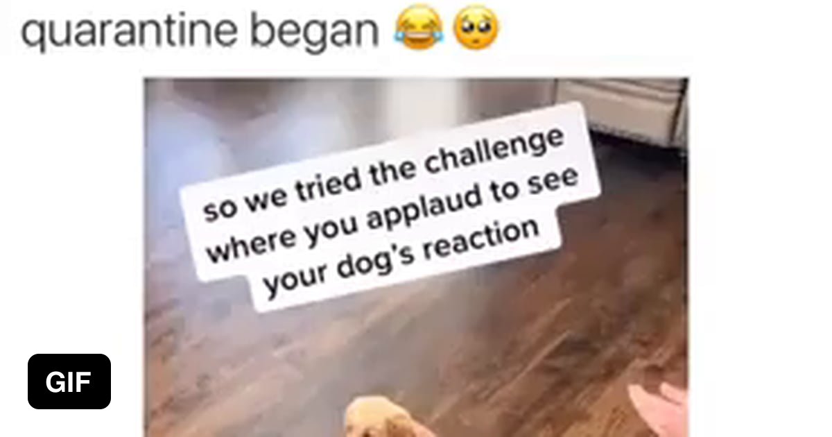 Clapping for dogs - 9GAG