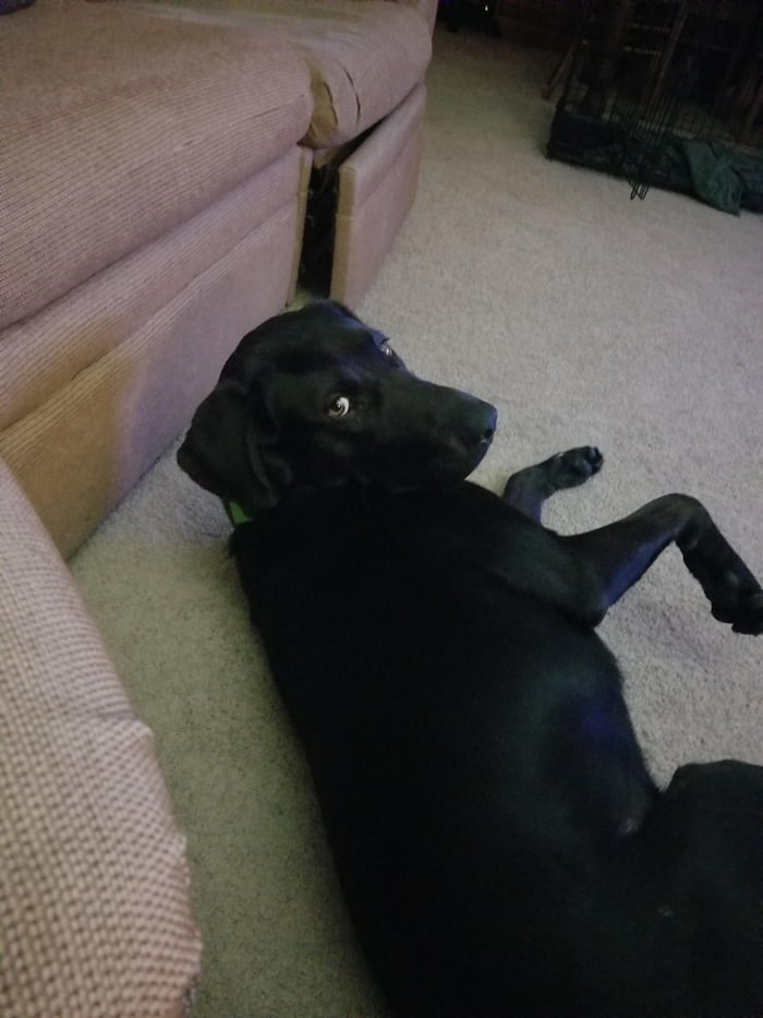 When it's way past the good boi's bedtime. - 9GAG