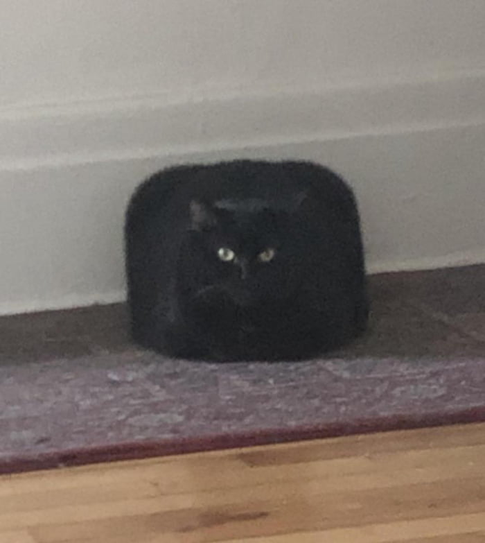 Block cat, changer of shape and space - 9GAG