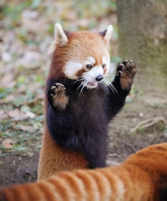 Red pandas are the cutest - 9GAG