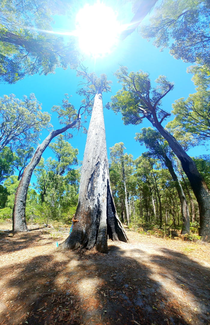 The jarrah king tree, WA, oz - 9GAG