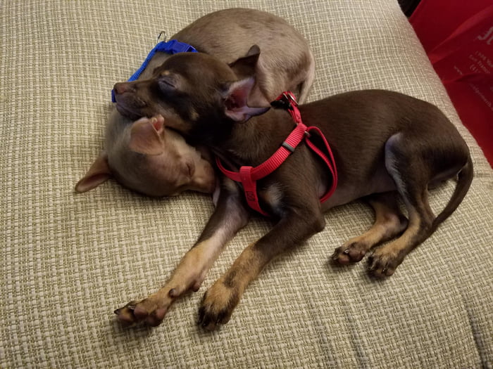 Who wants to join the cuddle puddle? - 9GAG