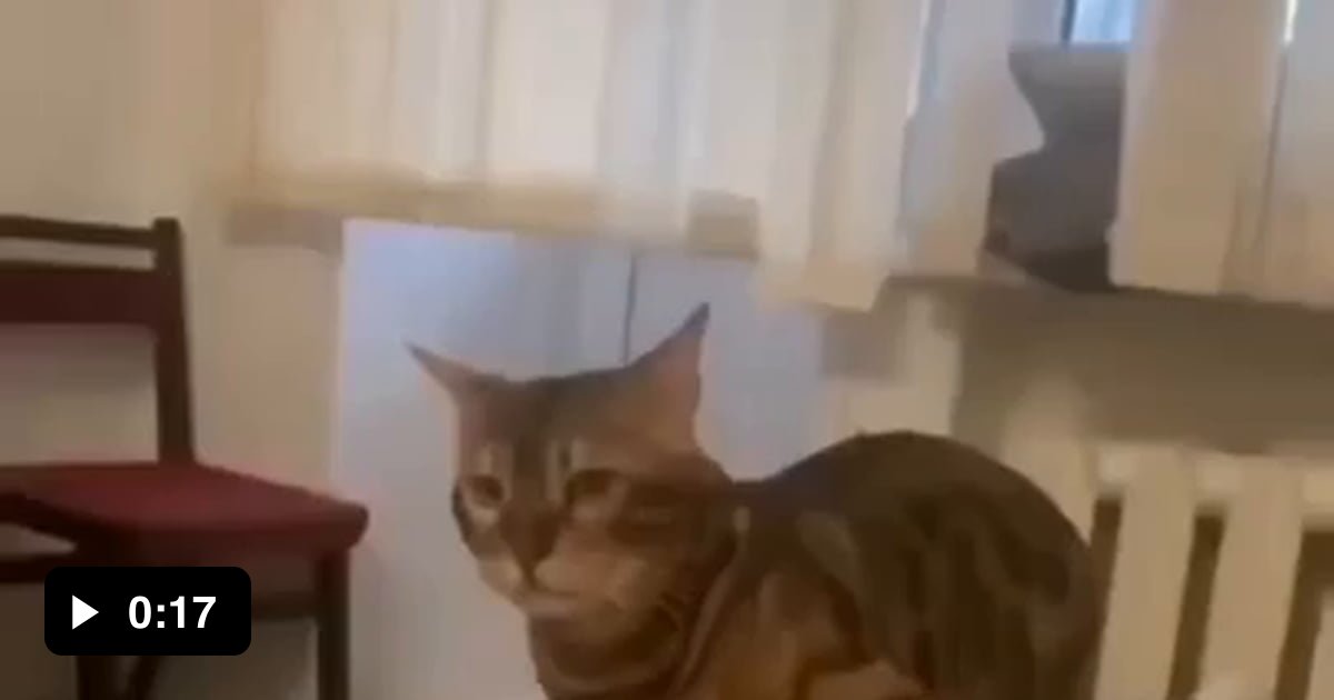 The cat is a menace - 9GAG