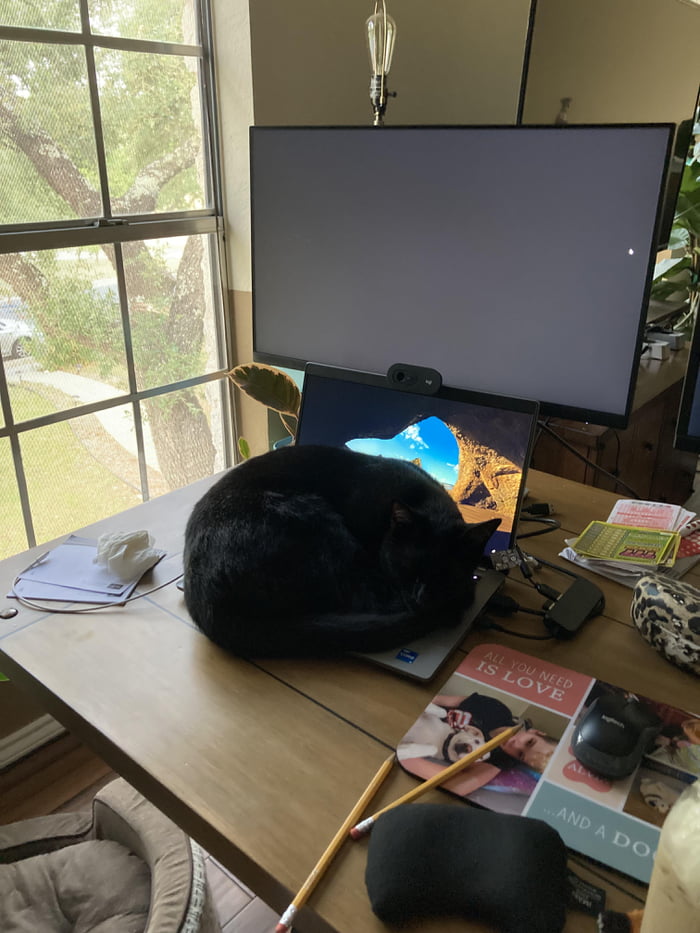 Calling into work “cat”. Sick? No, cat. - 9GAG