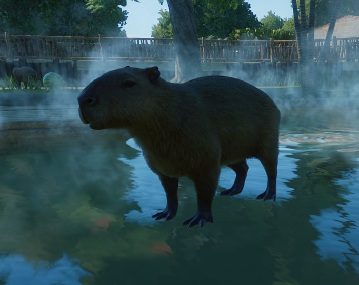 Capybara, the breaker of the laws of physics. - 9GAG