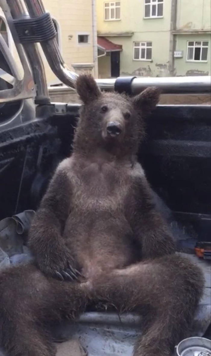 Bear got drunk after eating too much bitter honey - 9GAG