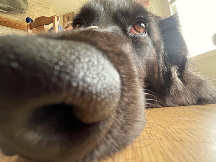 She’s a good dog - 9GAG