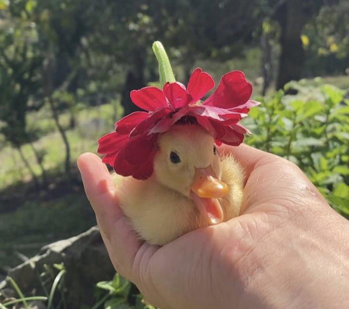 Here’s a little duckling with a flower hat to brighten your mood :) - 9GAG