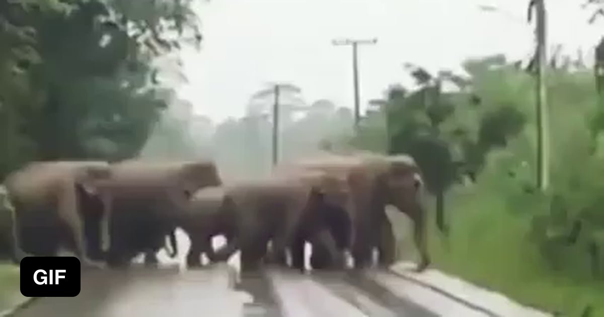 An elder Elephant waits at the end and thanks the car driver for ...