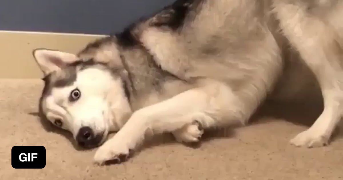 Huskies are just.... well.. they're huskies... - 9GAG