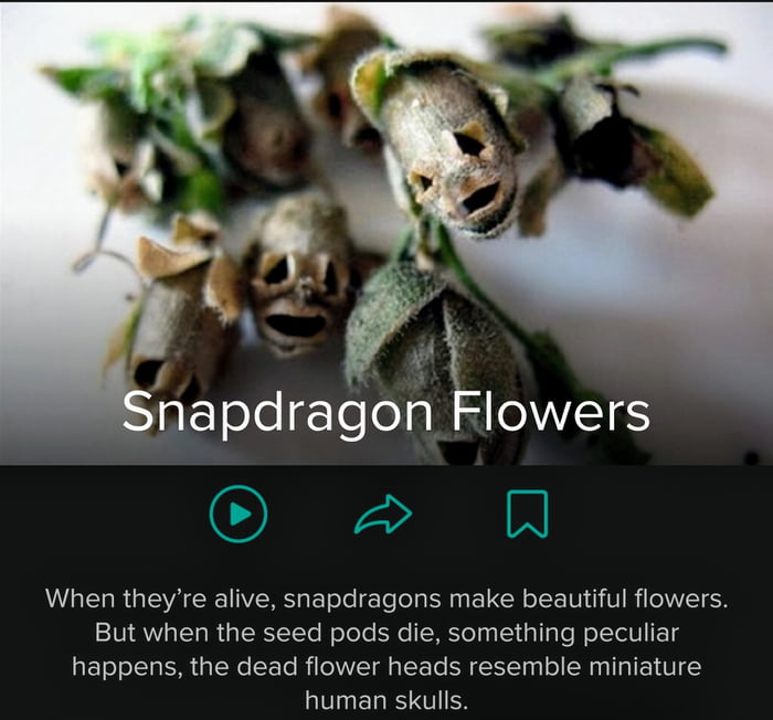 Snapdragon flowers - 9GAG