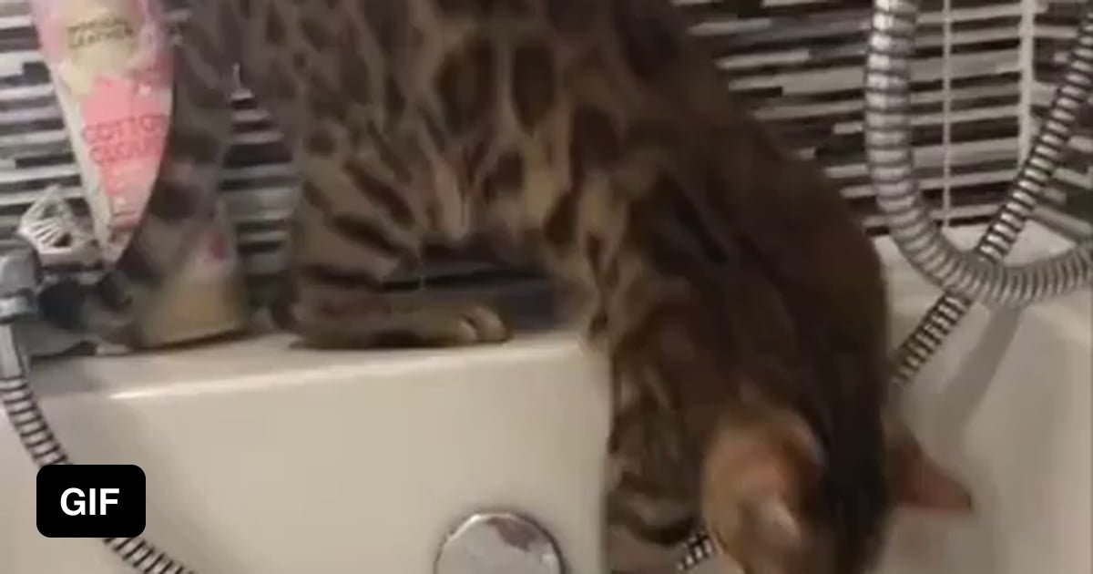 Cat vs bubble bath - 9GAG