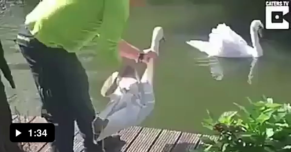 Swan couple reunited after illness treatment - 9GAG