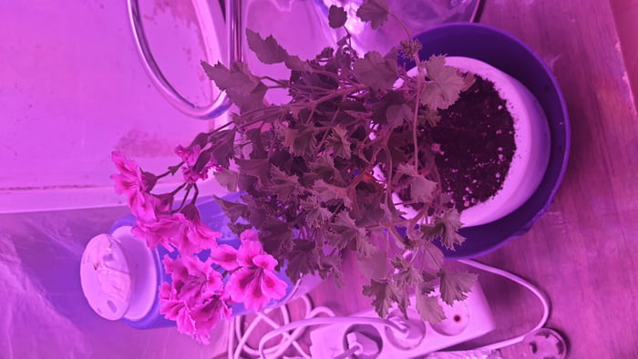 Guys Can You Tell Me What Is The Name Of This Flower Plant Shopper guys-can-you-tell-me-what-is-the-name-of-this-flower-plant-shopper