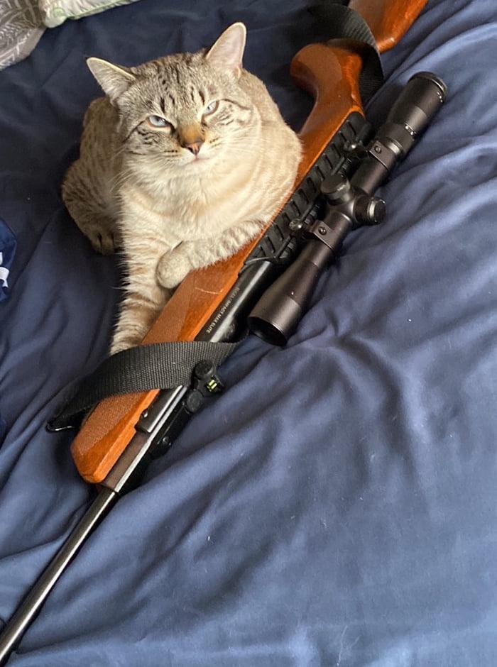 NO TRESPASSING. Enforced by majestic homicidal sniper cat - 9GAG