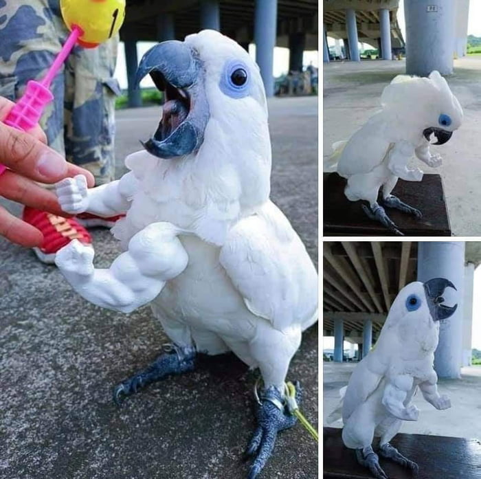 Gigachad Bird, Guardian of the Holy Toy - 9GAG
