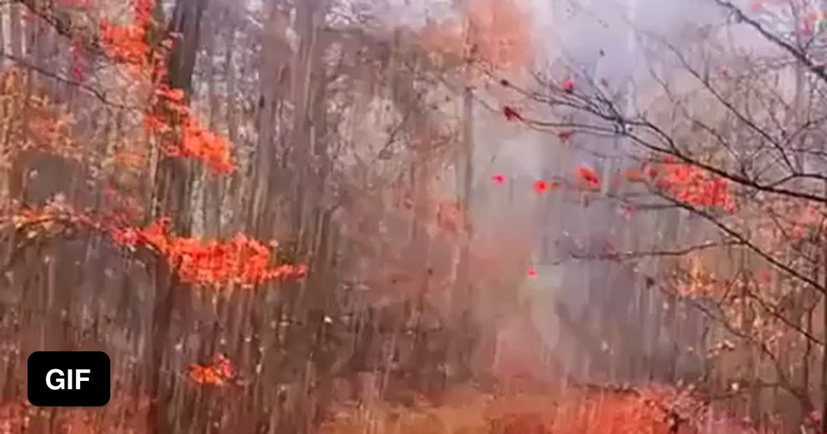 Fall falls in Vermont in a hurry - 9GAG