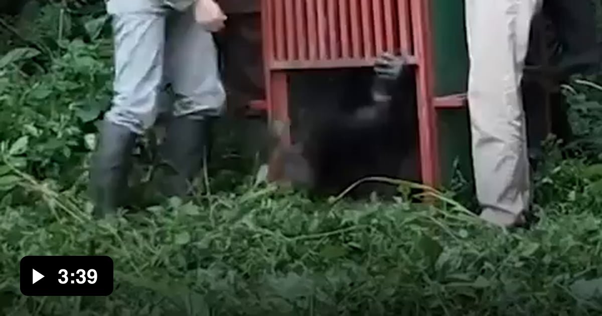 No one could have predicted this chimp's reaction when she's released ...