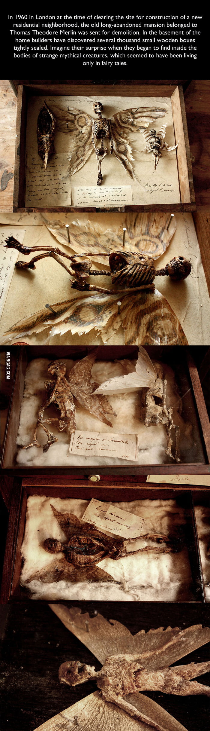 Bodies Of Strange Creatures Were Found In The Basement Of An Old House ...