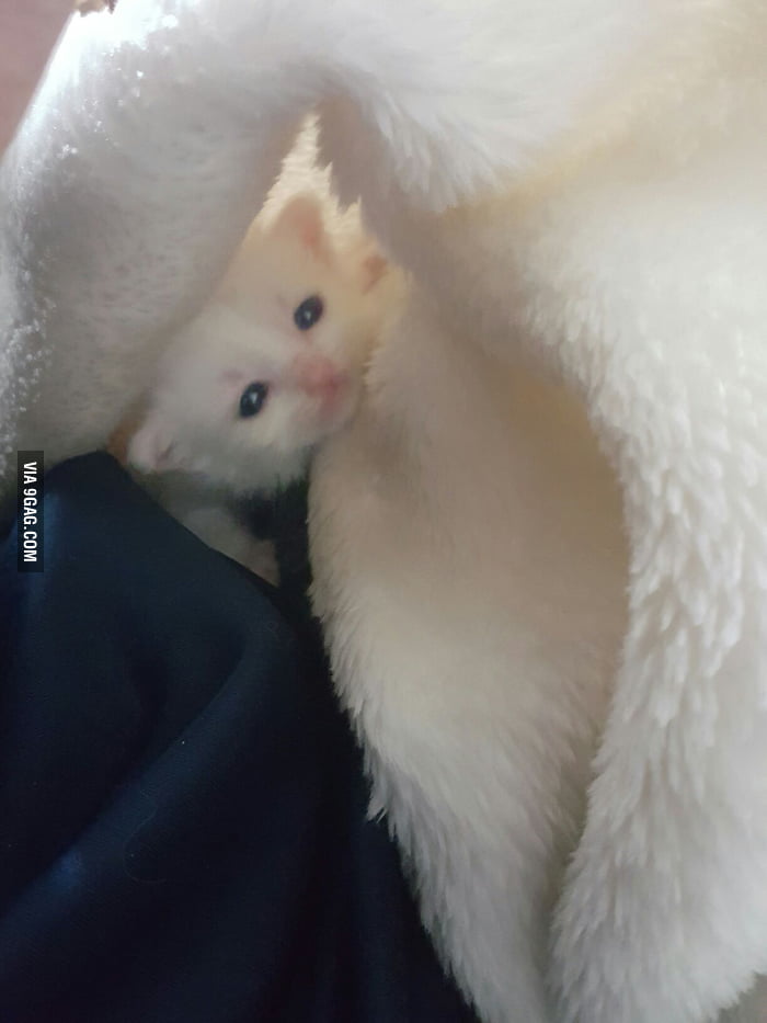 My Little Cute Kitten - 9GAG