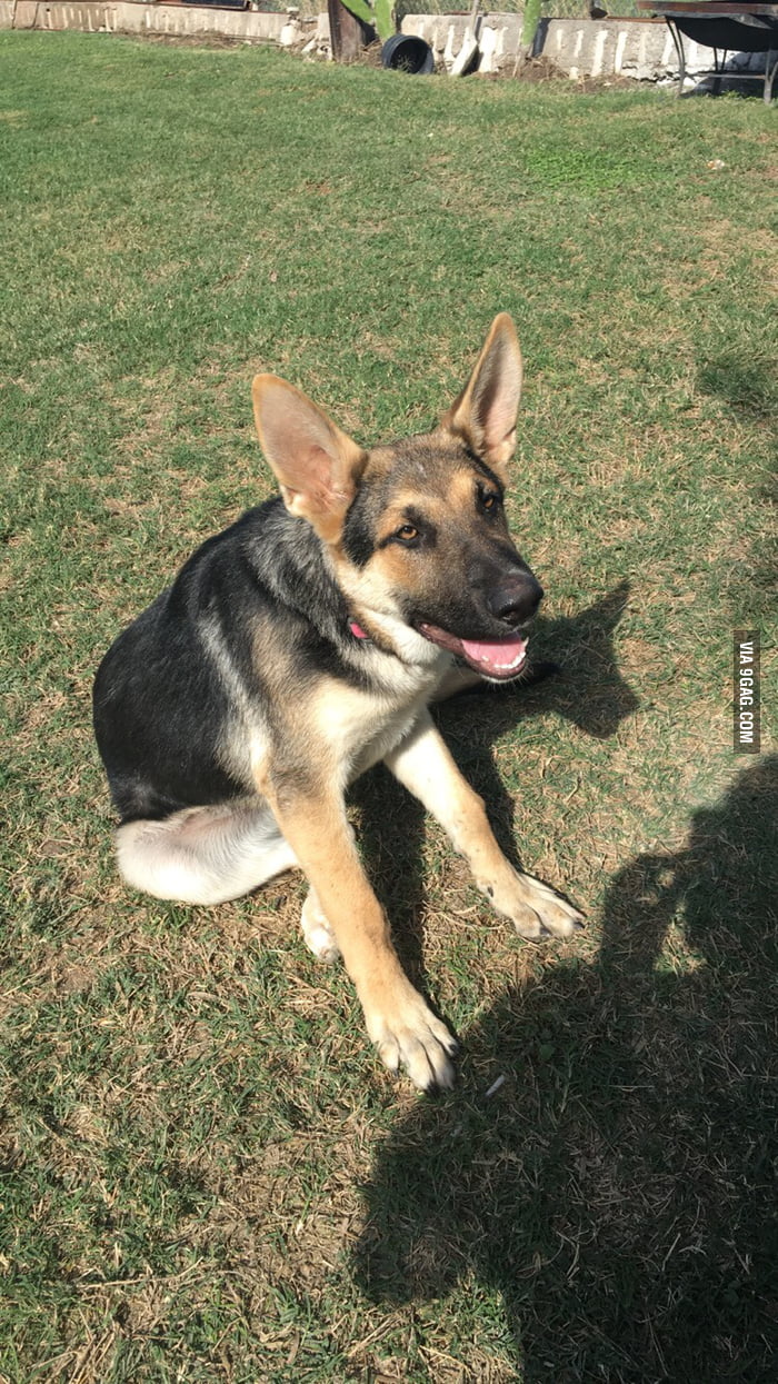 Derp Shepard looks like a hyena from the lion king - 9GAG