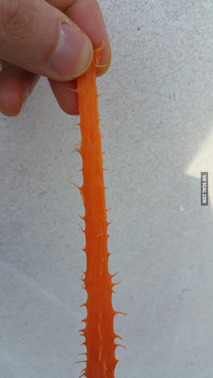 Am I the only one eating my carrots like that ? (and for those who ...