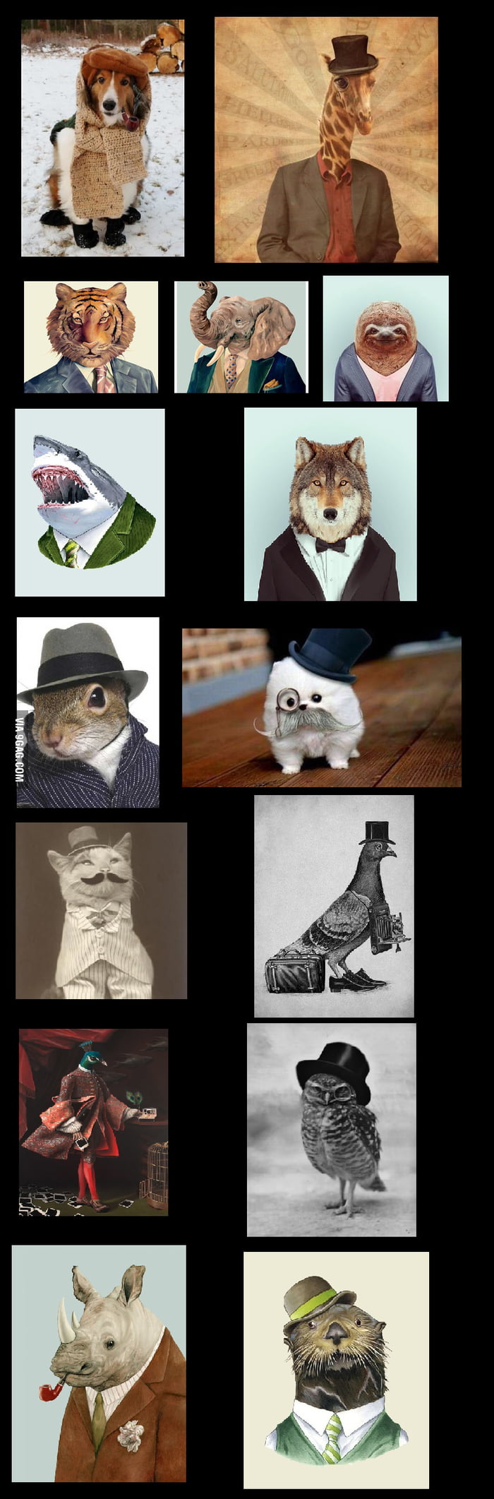 Some classy animals - 9GAG