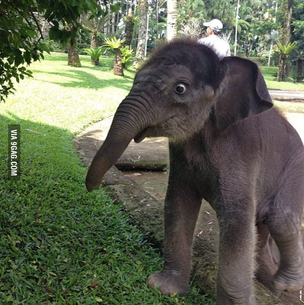 Scared elephant - 9GAG