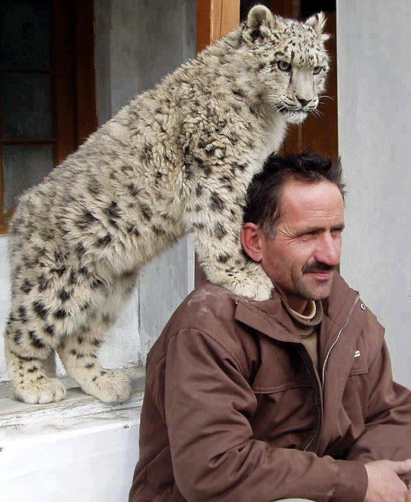 A man with his pet snow leopard in Gilgit,Pakistan. - 9GAG