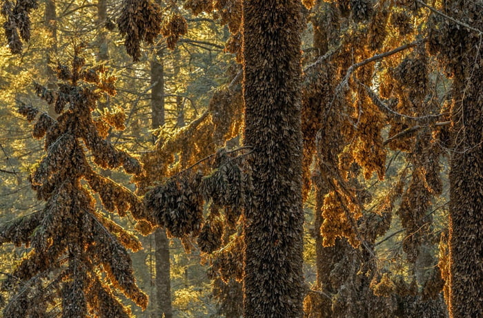Millions of monarch butterflies fly from the north to these coniferous ...