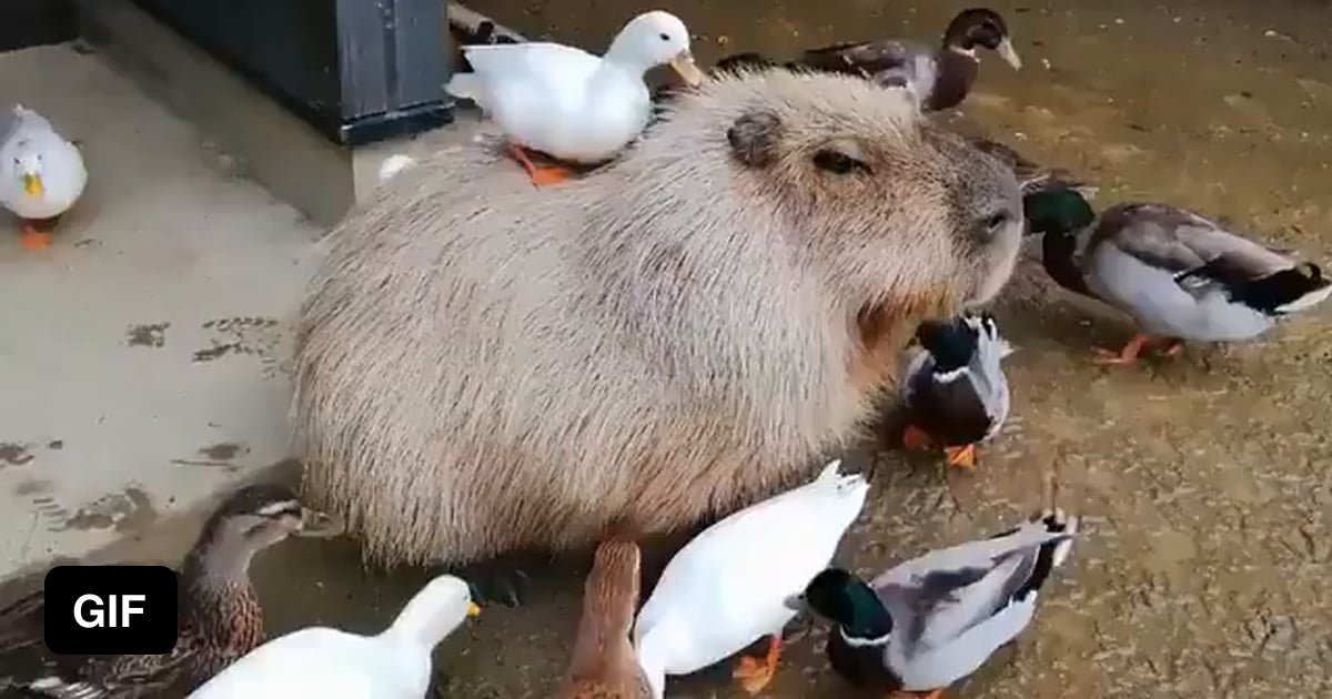 CaPyBaRa pArALyZeD bY vEnoMouS aLl-tErRaiN cHiCkeN aNd cOnSuMeD wHiLe sTiLL CoNsCiOus - 9GAG