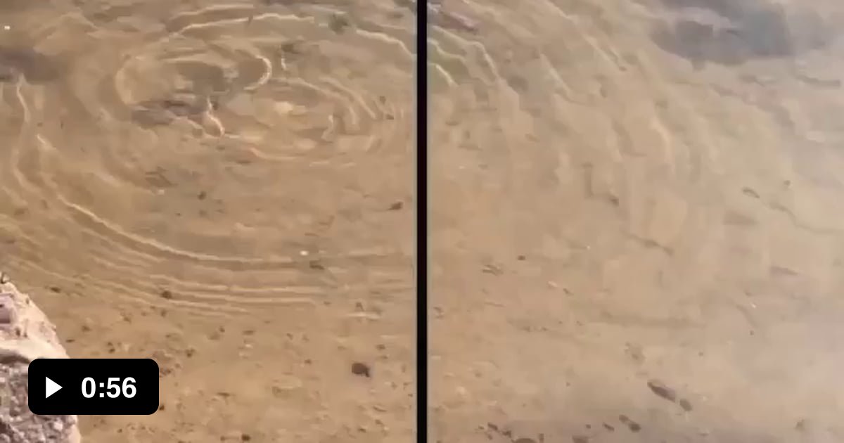 Iranian park ranger save the lizard from drowning in the water - 9GAG