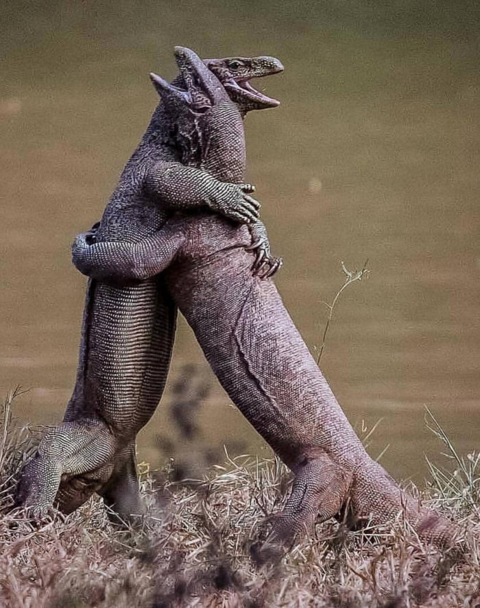 Monitor lizards fighting look like 2 bros hugging after not seeing each ...