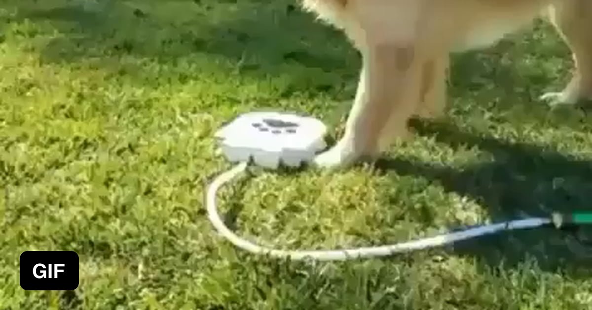 Pupper getting overexcited by his new sprinkler toy - 9GAG