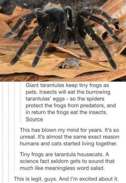 Spider and Frog bro’s - 9GAG