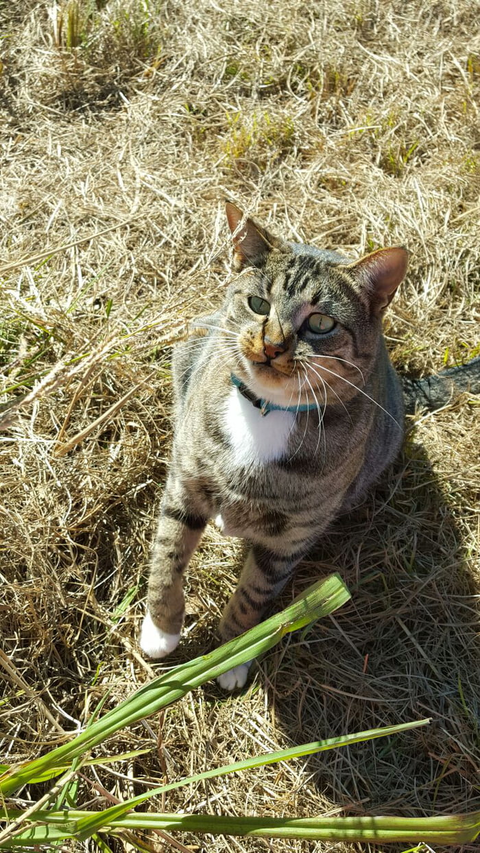 My cat having war flashbacks - 9GAG