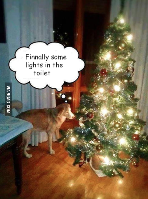 Good season for dogs. - 9GAG