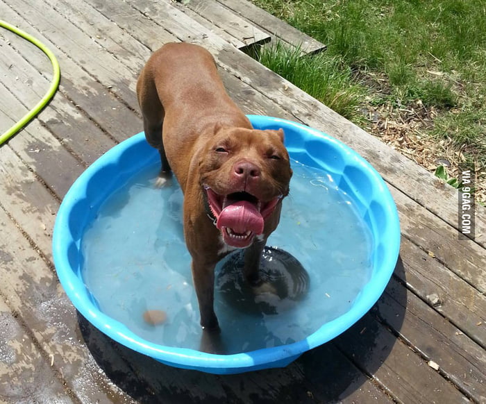 He loves his little pool in summer. - 9GAG