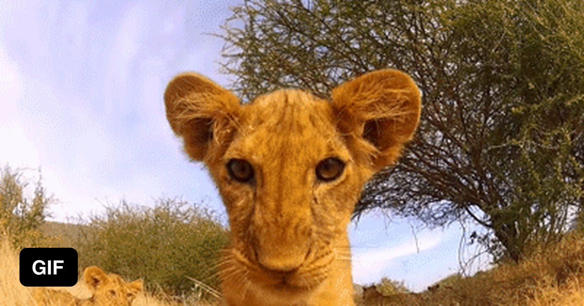Lion cub finds a GoPro - 9GAG