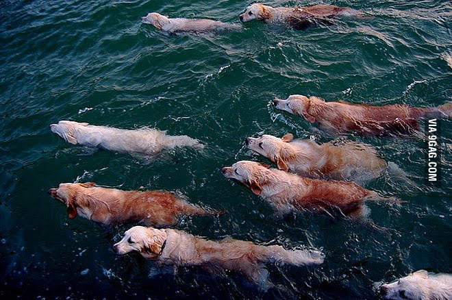 The migration of the rare golden retriever fish. What a rare and ...