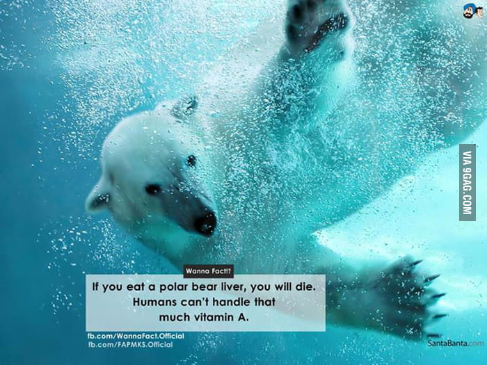 Who the hell wants to eat a liver of a polar bear? - 9GAG
