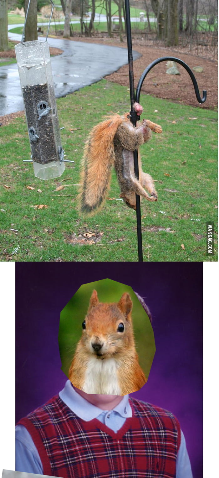 Bad luck squirrel - 9GAG