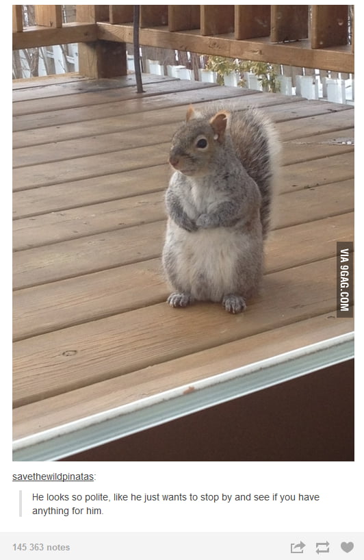Polite squirrel - 9GAG