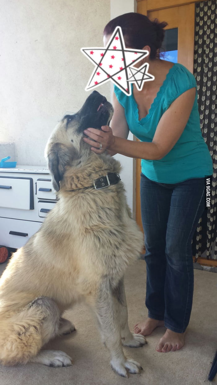 My dog Sinatra; kangal mixed with sharr mountain dog - 9GAG