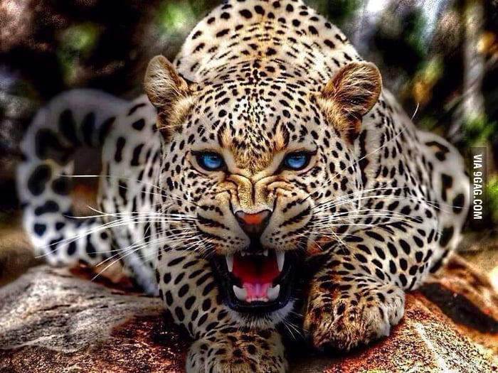 Blue eyed leopard - 9GAG