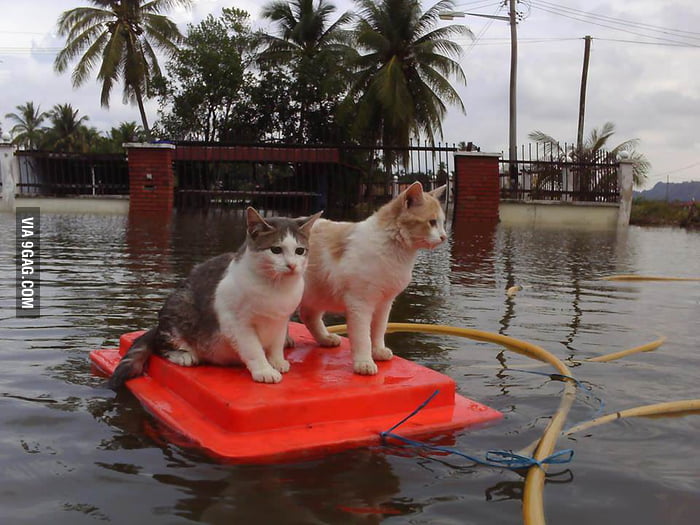 Cats scare of flood. Look at their faces. - 9GAG