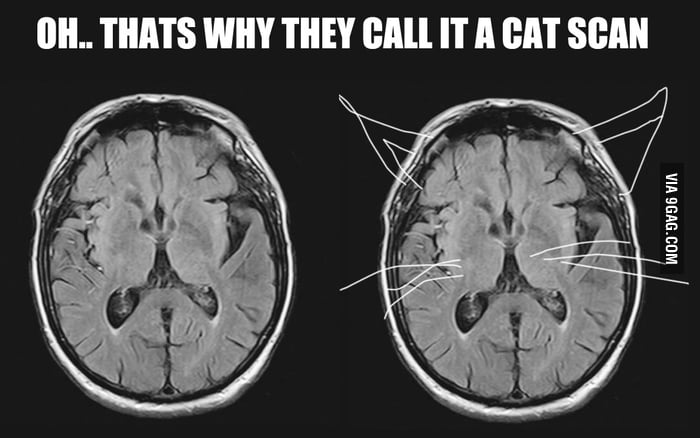 Meeeooowww... the cat scan. - 9GAG